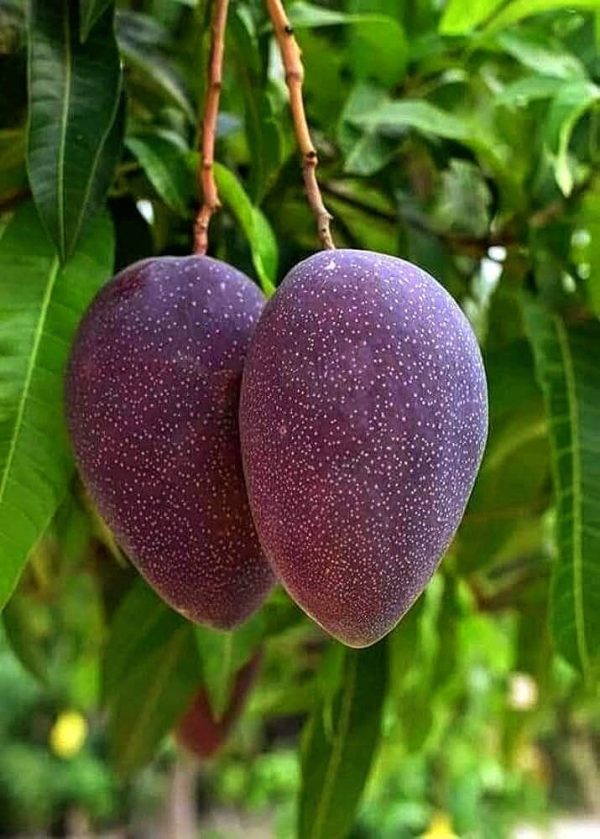 Mango Plant Care – How to Grow Your Own King of Fruits at Home ...