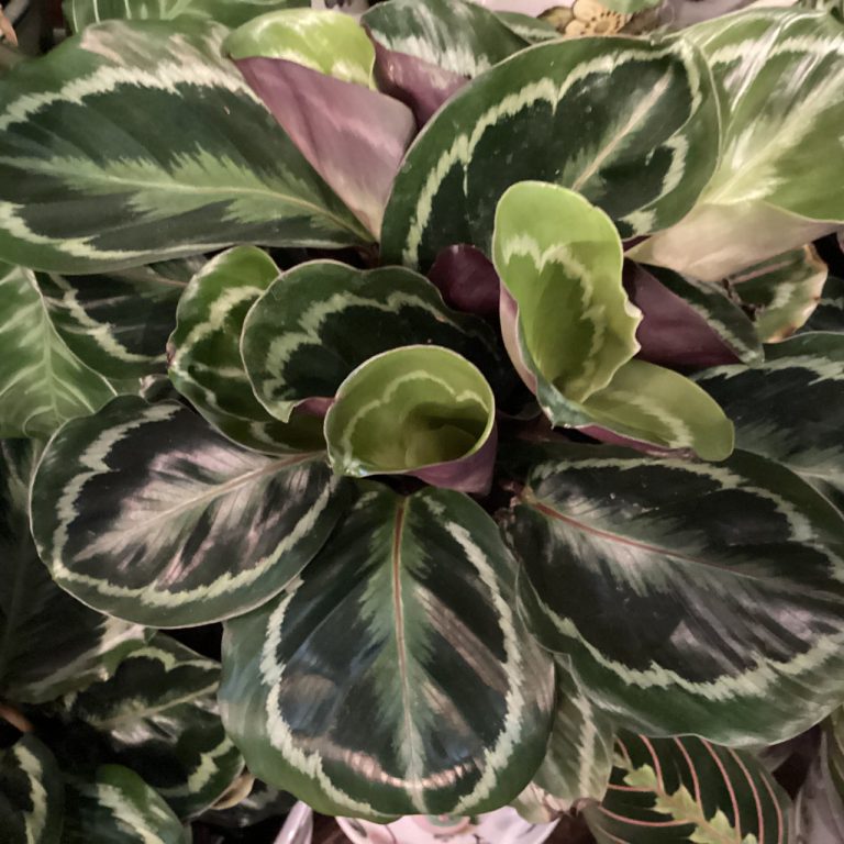Calathea Plant Care & Best Types | Greenways Nursery