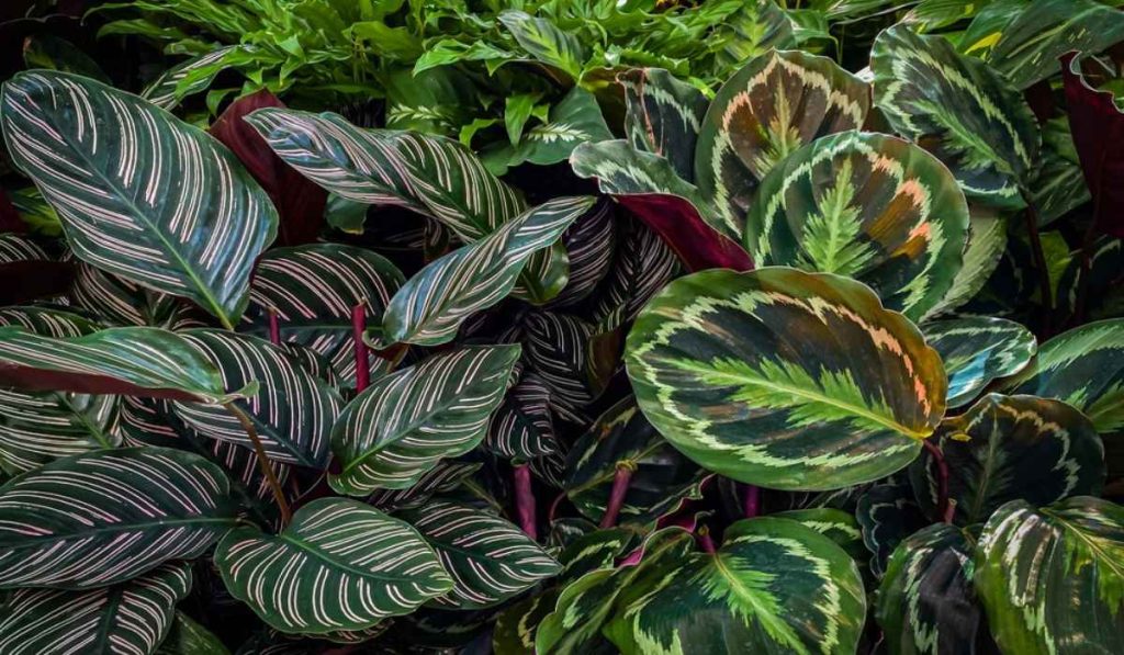 Calathea Plant Care & Best Types | Greenways Nursery