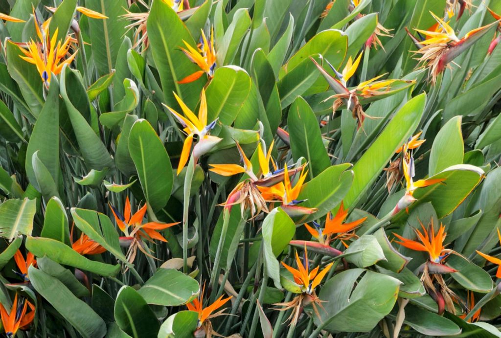Bird of Paradise Plant Care Guide – Indoor & Outdoor Tips