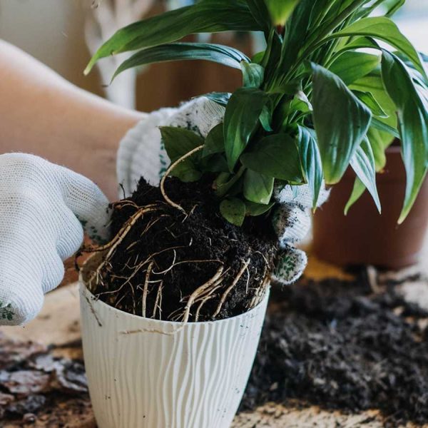 Peace Lily Repotting Guide: Root Care & Growing Tips - Greenways Nursery