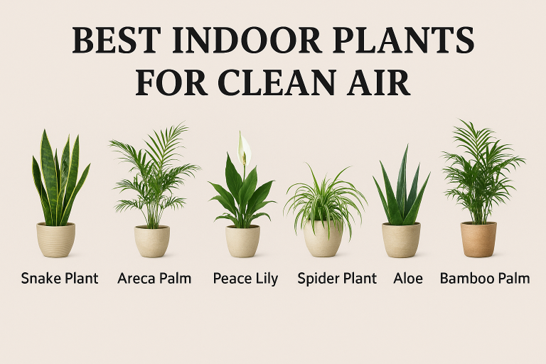 Best Indoor Plants for Clean Air: A Complete Guide to a Healthier Home ...